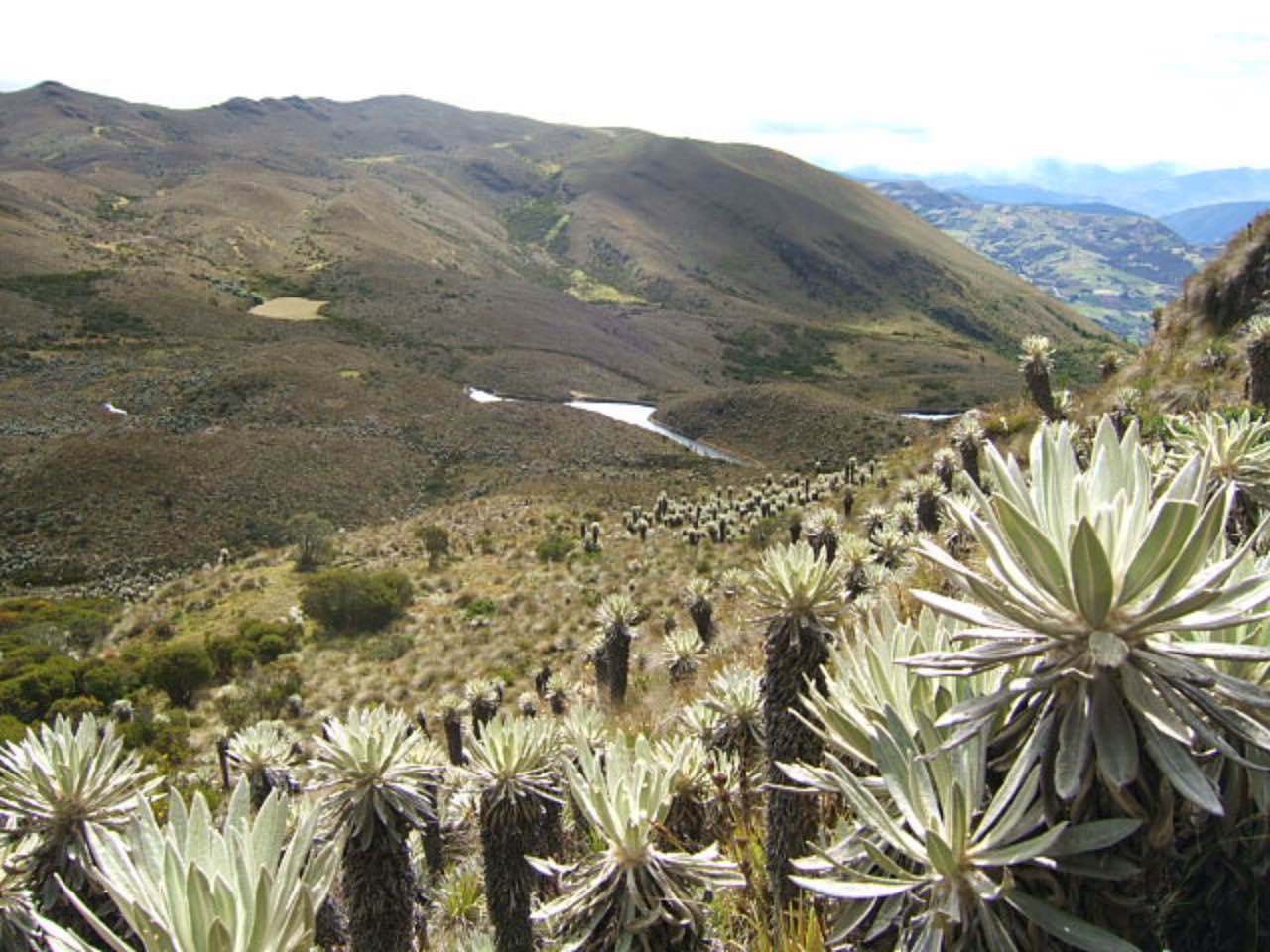 Pan de Azúcar – Fundacion Generaciones de Paz